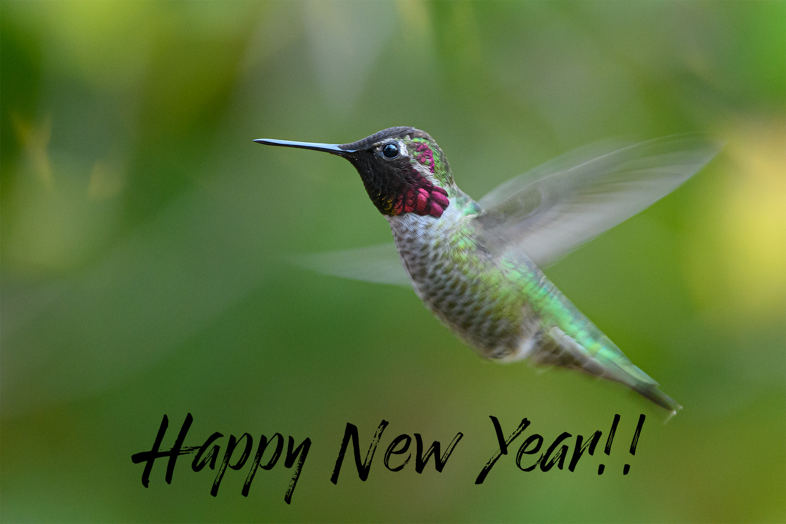 2021—Happy New Year!! – In Focus Daily