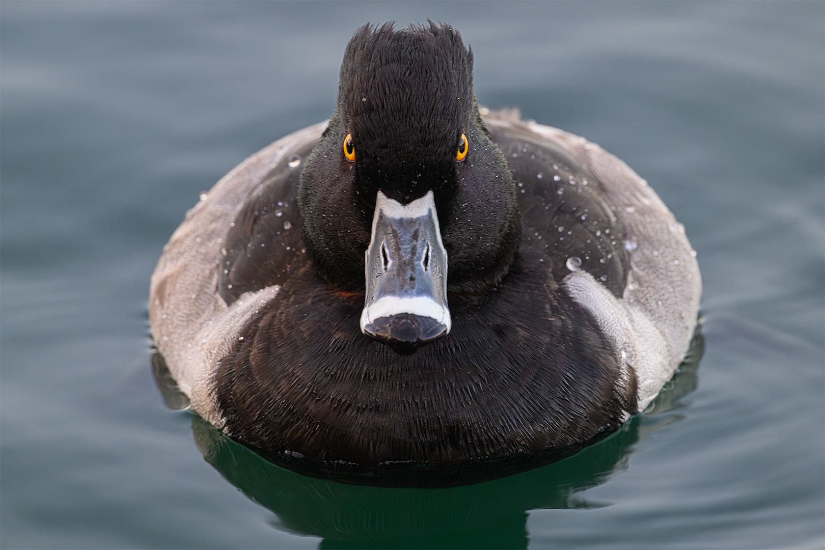 2023—Feathered Inner Tubes – In Focus Daily