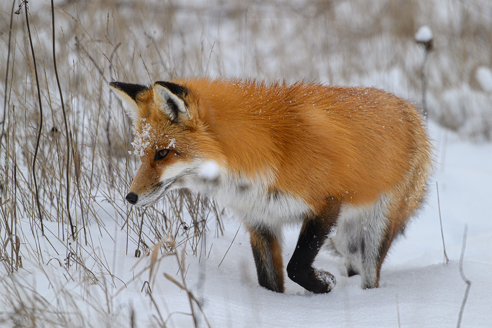 2024—Fox Hunt – In Focus Daily