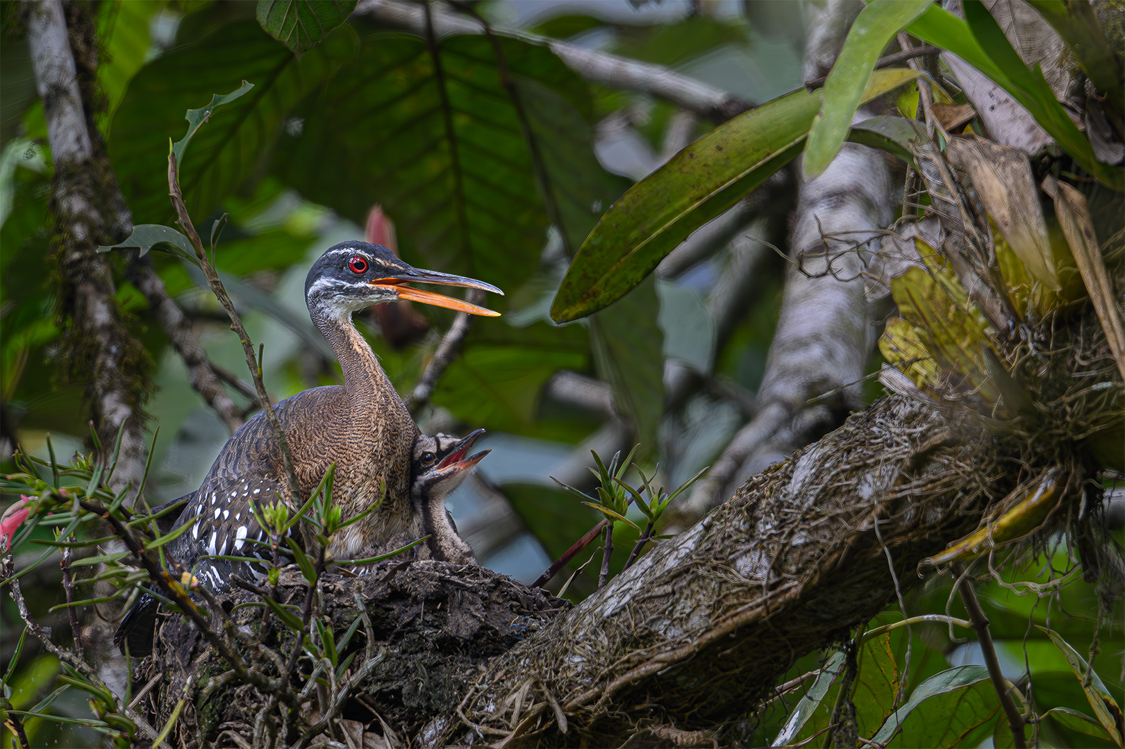 2024—Sunbittern Nest – In Focus Daily