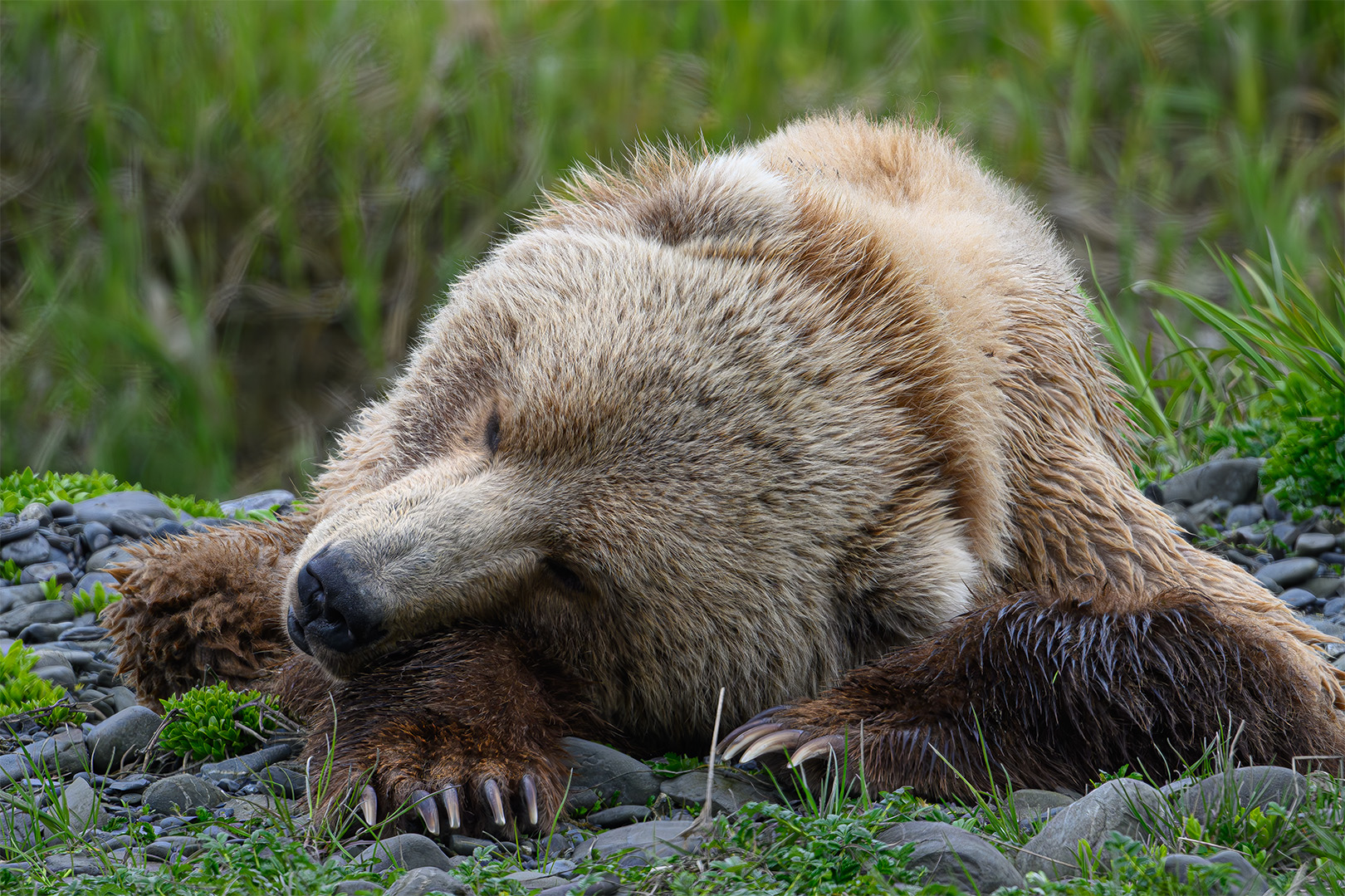 2024—Lazy Dog – In Focus Daily