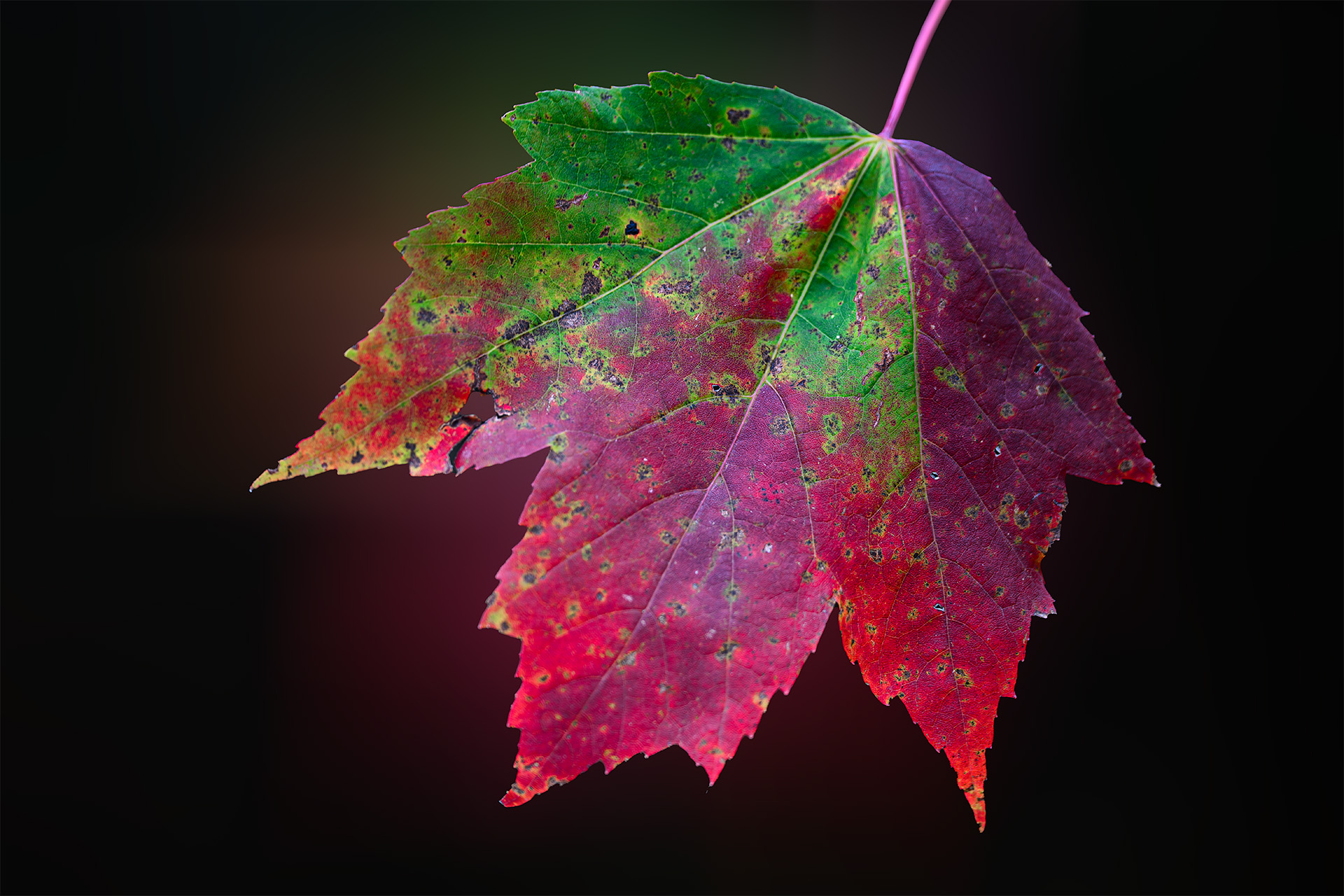 2024—Fall Color – In Focus Daily