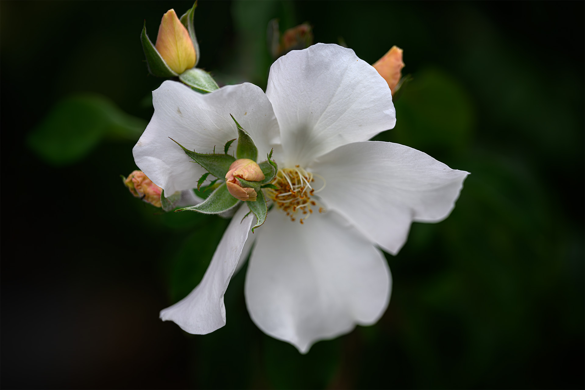 2024—White Rose – In Focus Daily