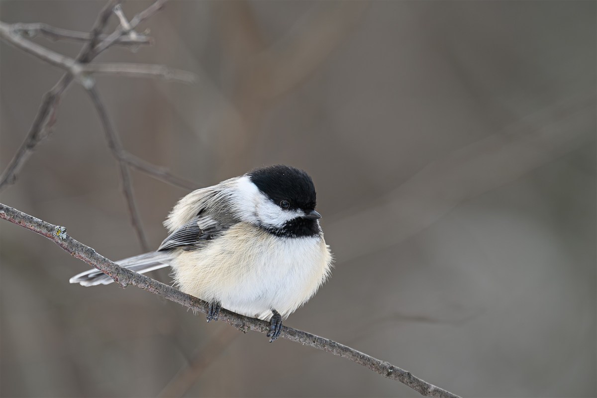 2025—From Birb to Borb to Floof – In Focus Daily