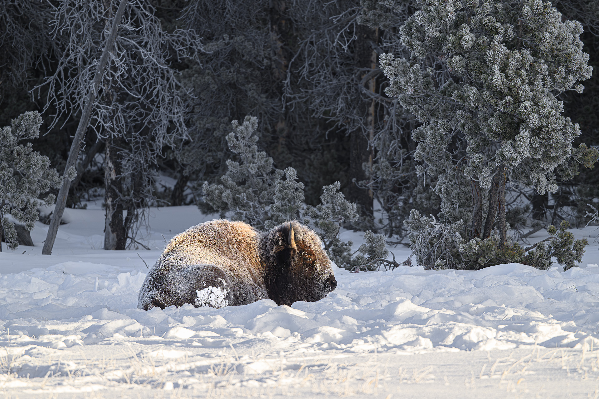 2025—Frosty Bison – In Focus Daily