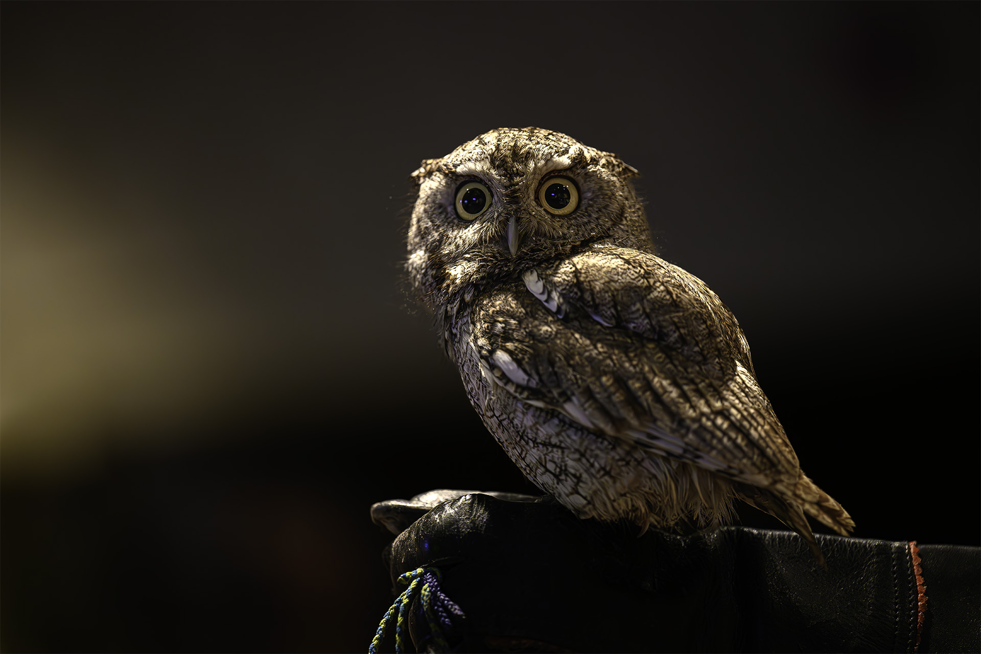 2025—Owl Eyes – In Focus Daily